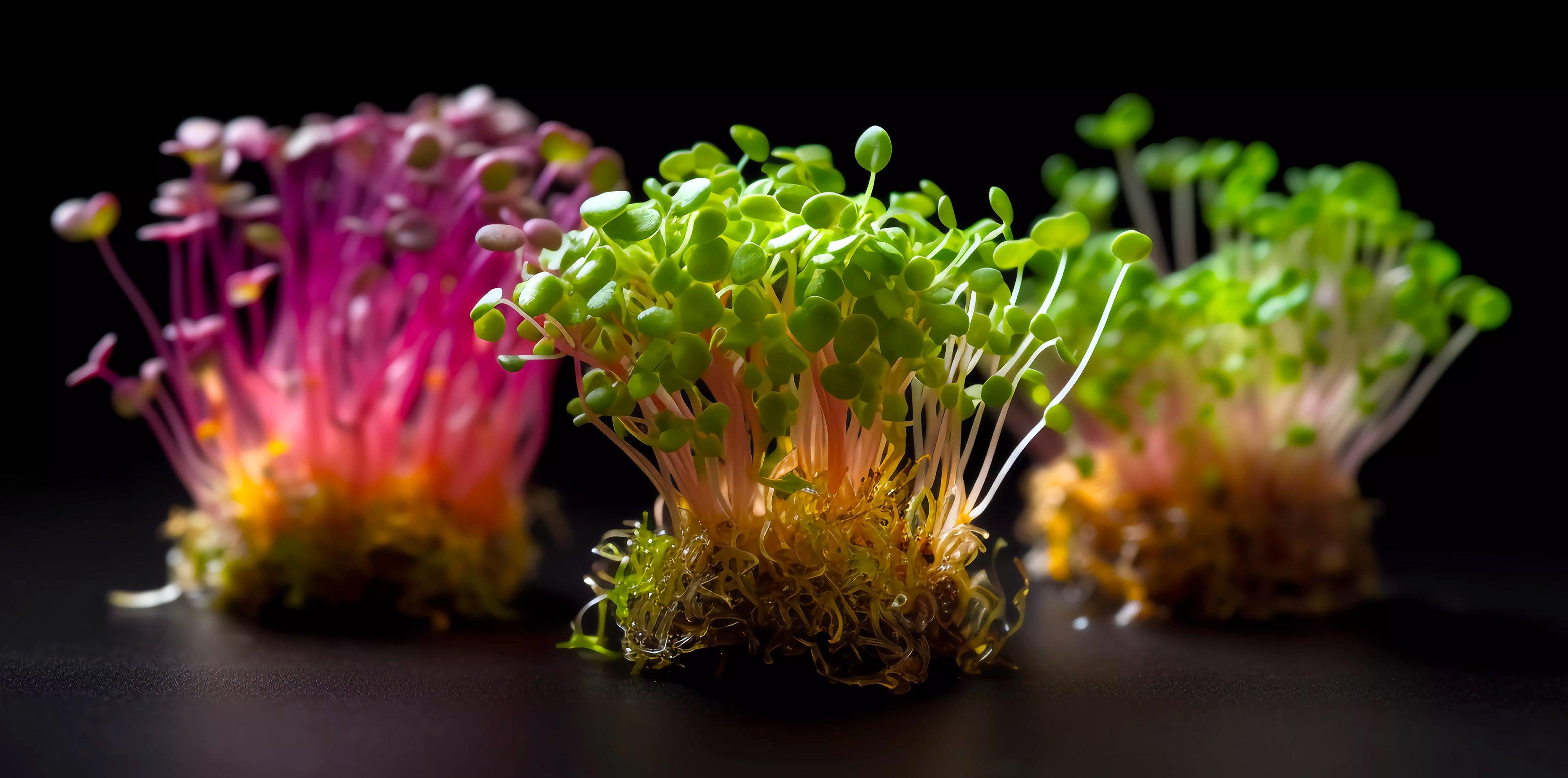 How to Grow Your Own Sprouts – Misty Mountain Tea Shop